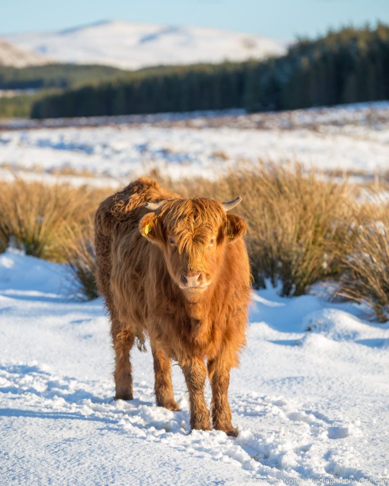 Scotland in Winter: Things to Do, Planning Advice, Tips and More!